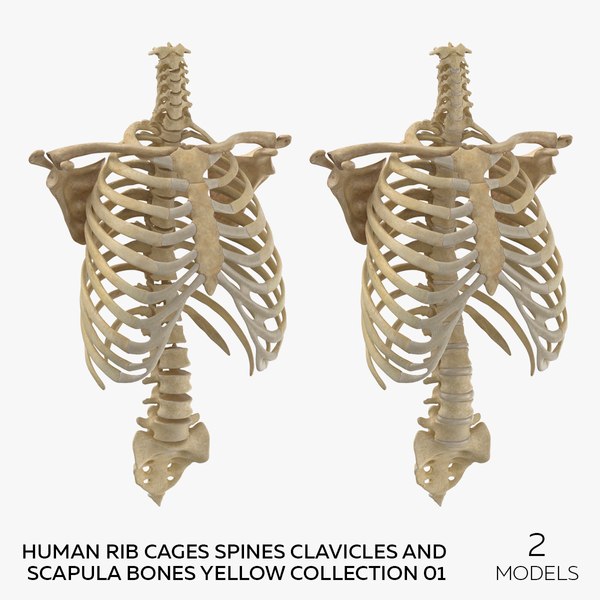 Human Rib Cages Spines Clavicles and Scapula Bones Yellow Collection 01 - 2 models 3D 모델 ...