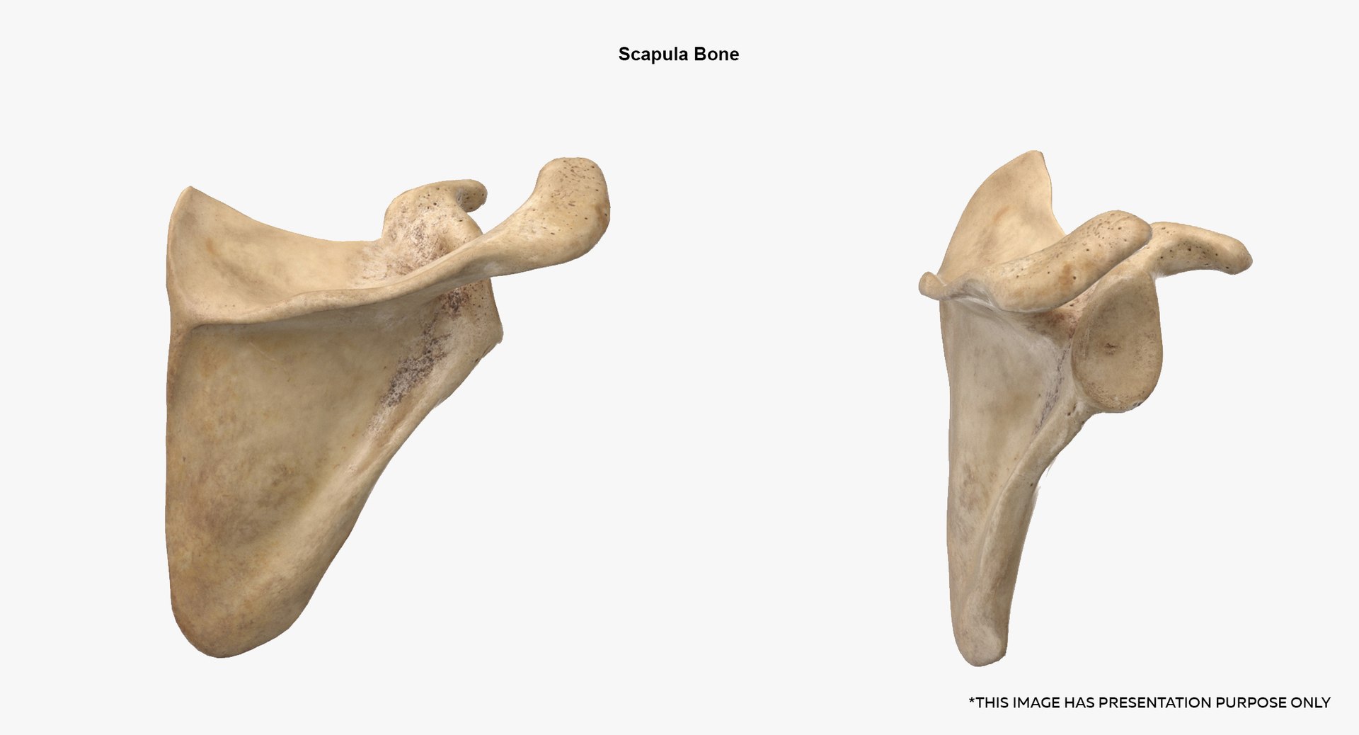 Human Rib Cages Spines Clavicles and Scapula Bones Yellow Collection 01 ...