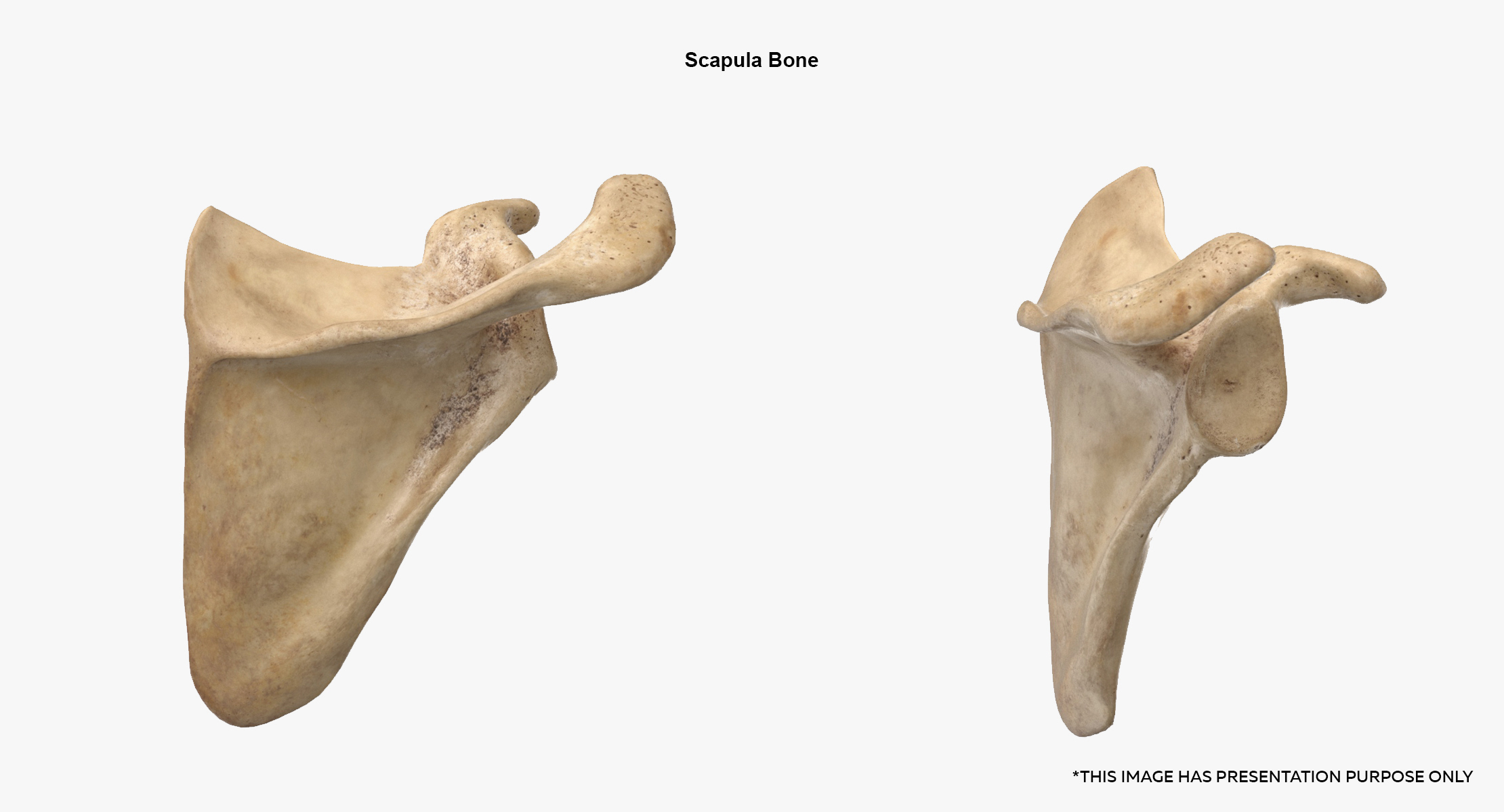 Human Rib Cages Spines Clavicles and Scapula Bones Yellow Collection 01 ...