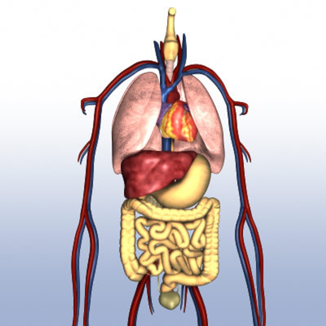 body organs diagram 3d