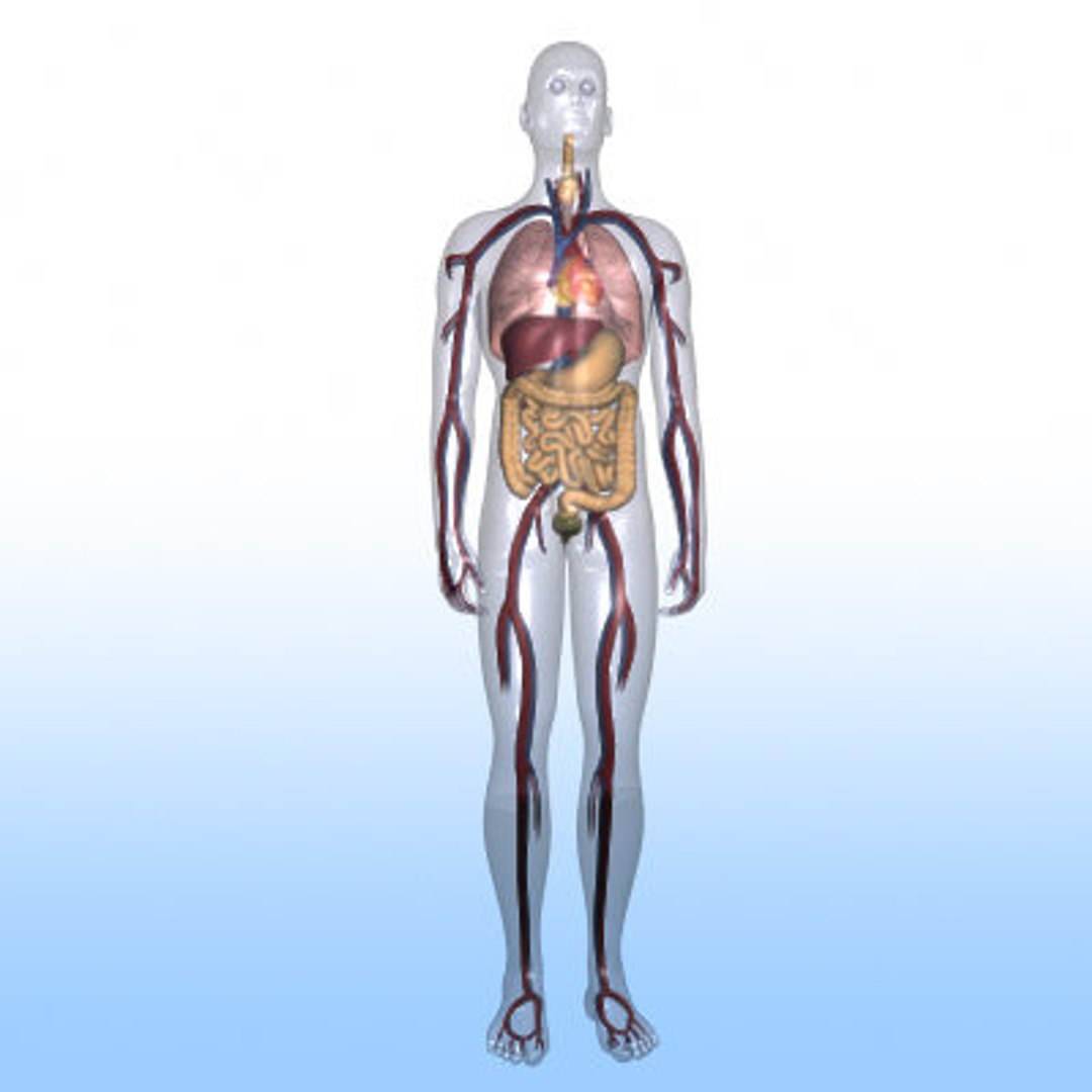 Human Body Organs 3d Model