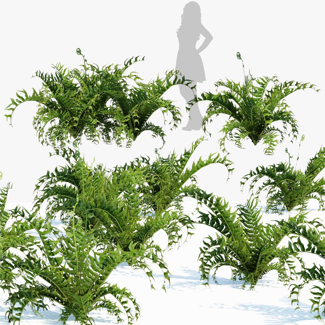 Rigged sword fern plants 3D - TurboSquid 2075240