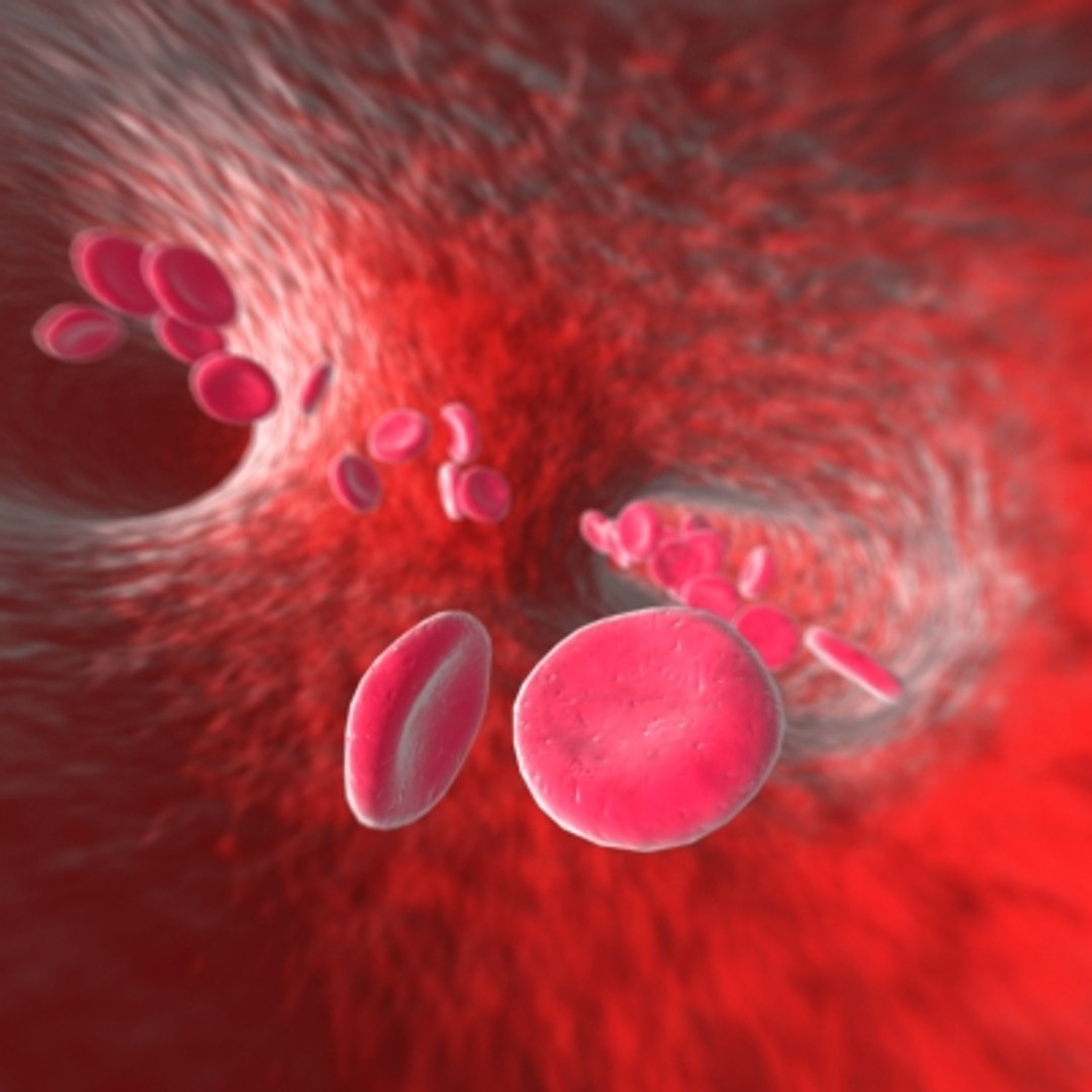 Circulatory Animation Blood Cells 3d Model