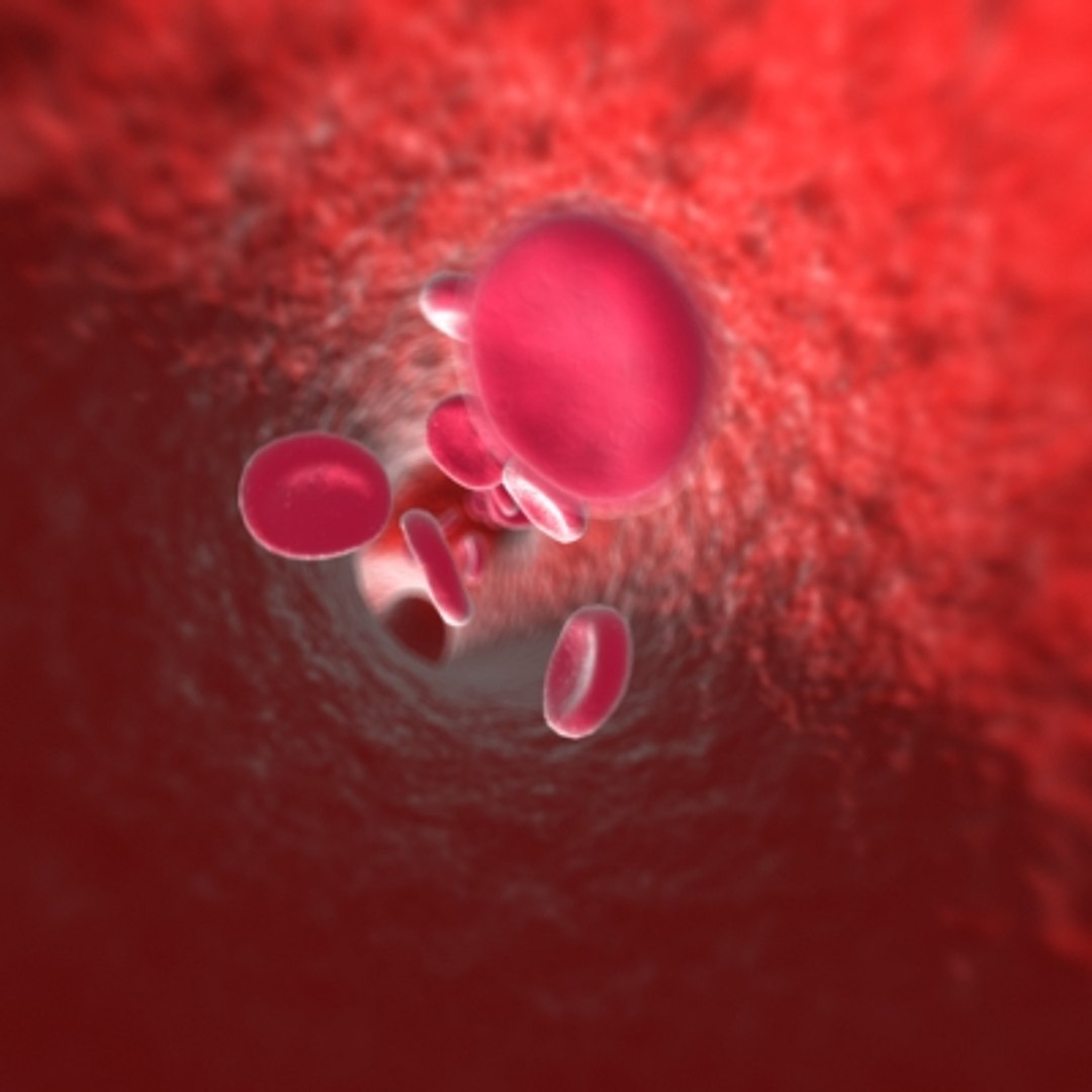 Circulatory Animation Blood Cells 3d Model