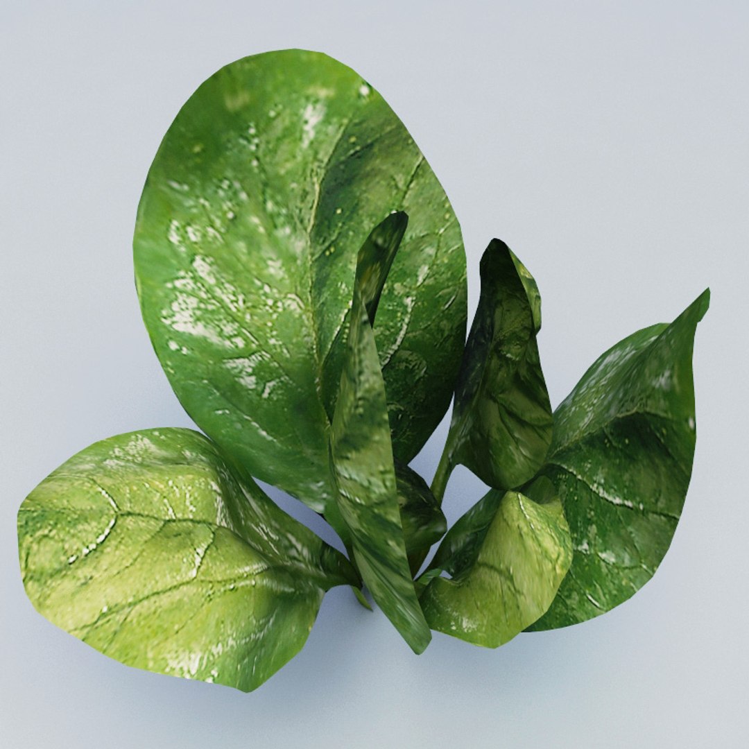 3d Spinach Modelled