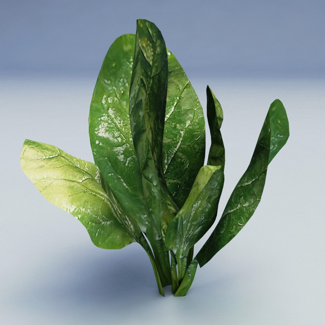 3d Spinach Modelled