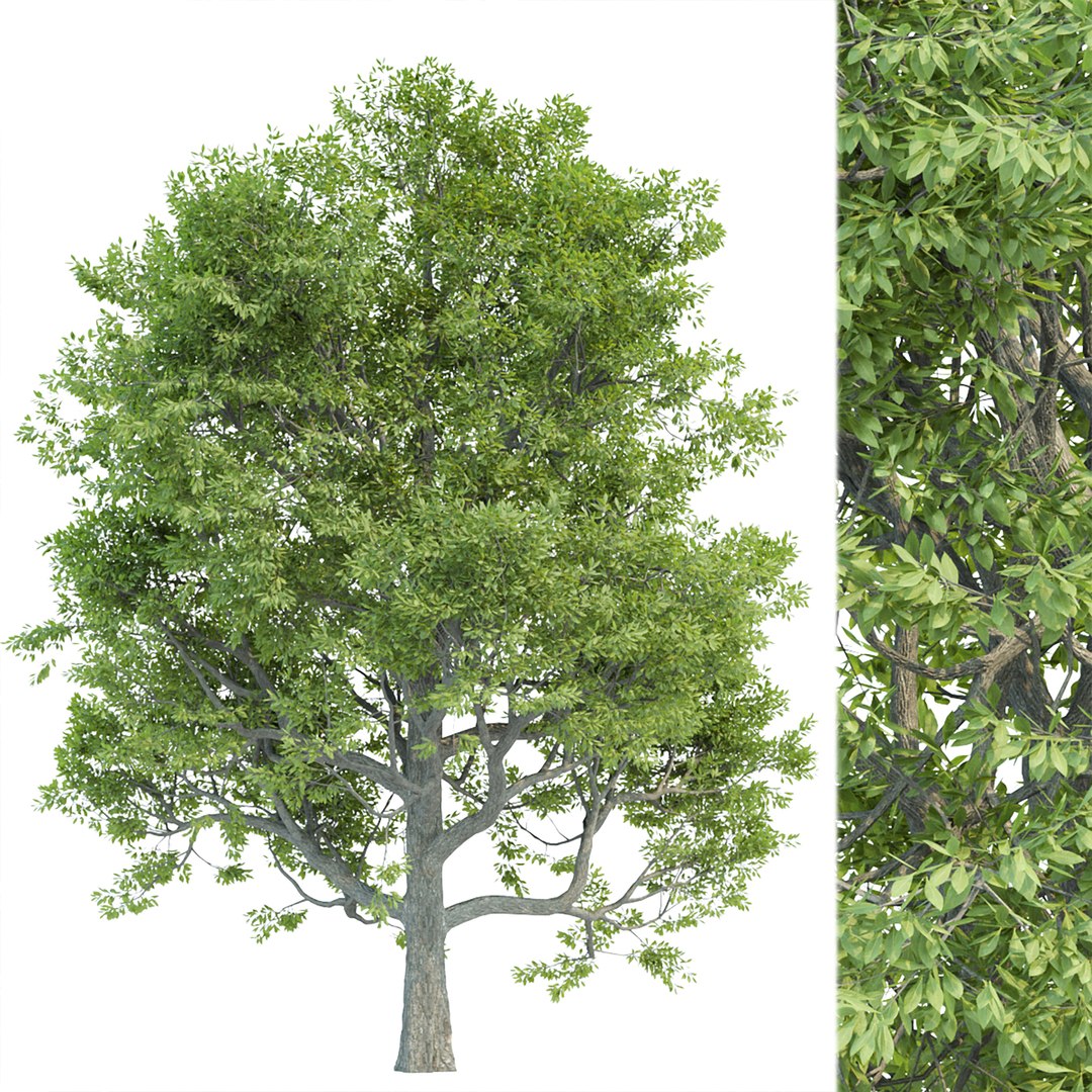 3D Model Paradise Tree Vol 94 - TurboSquid 1965588