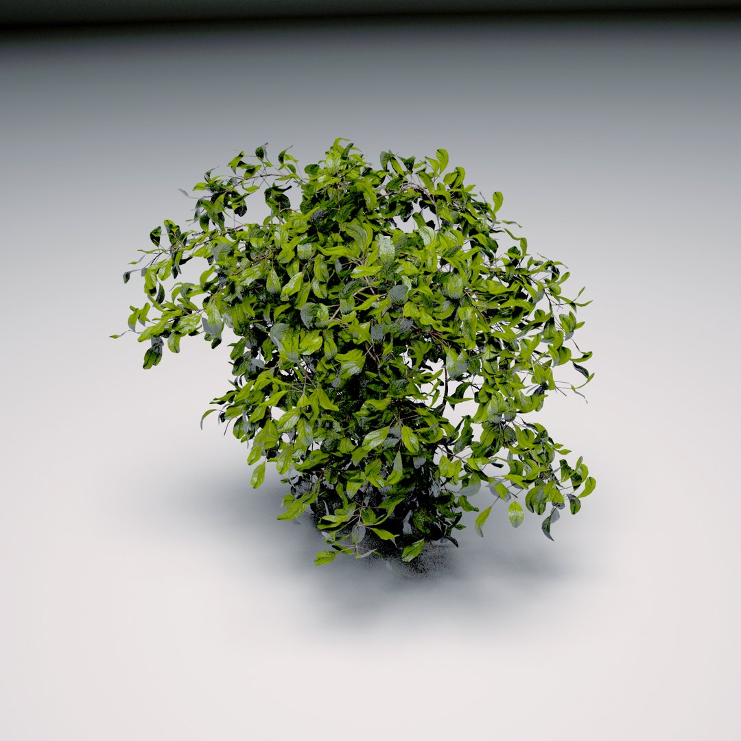 Shrub Bush Max