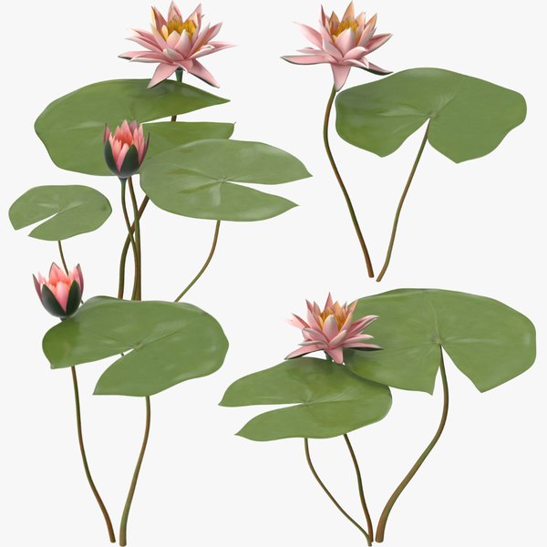 water lily animation 3d model