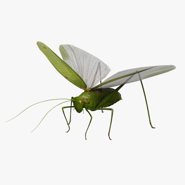 Locust 3D Models for Download | TurboSquid