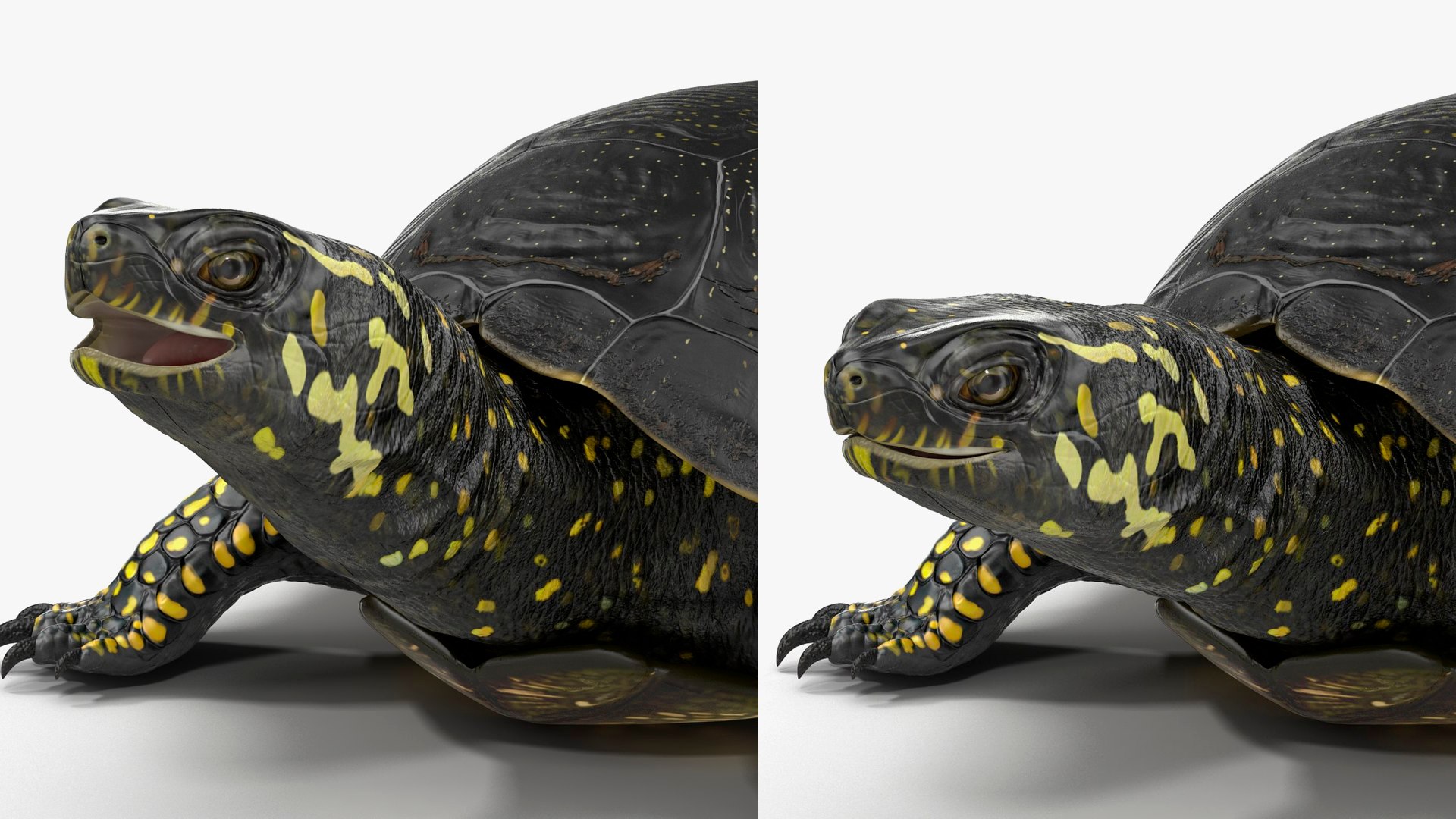 3D Rigged Turtles Collection 4 For Cinema 4D Model - TurboSquid 2271870