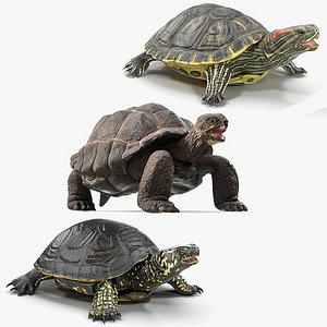 3D Turtle Models - Browse & Download Formats - TurboSquid
