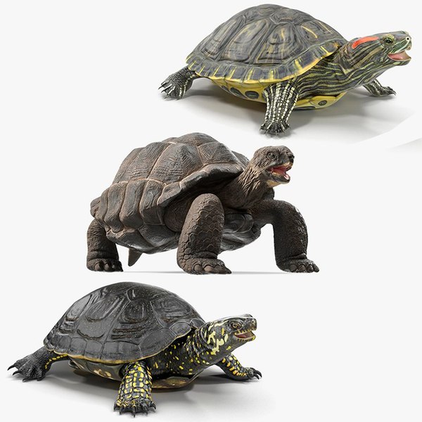 Turtle 3D Models for Download | TurboSquid