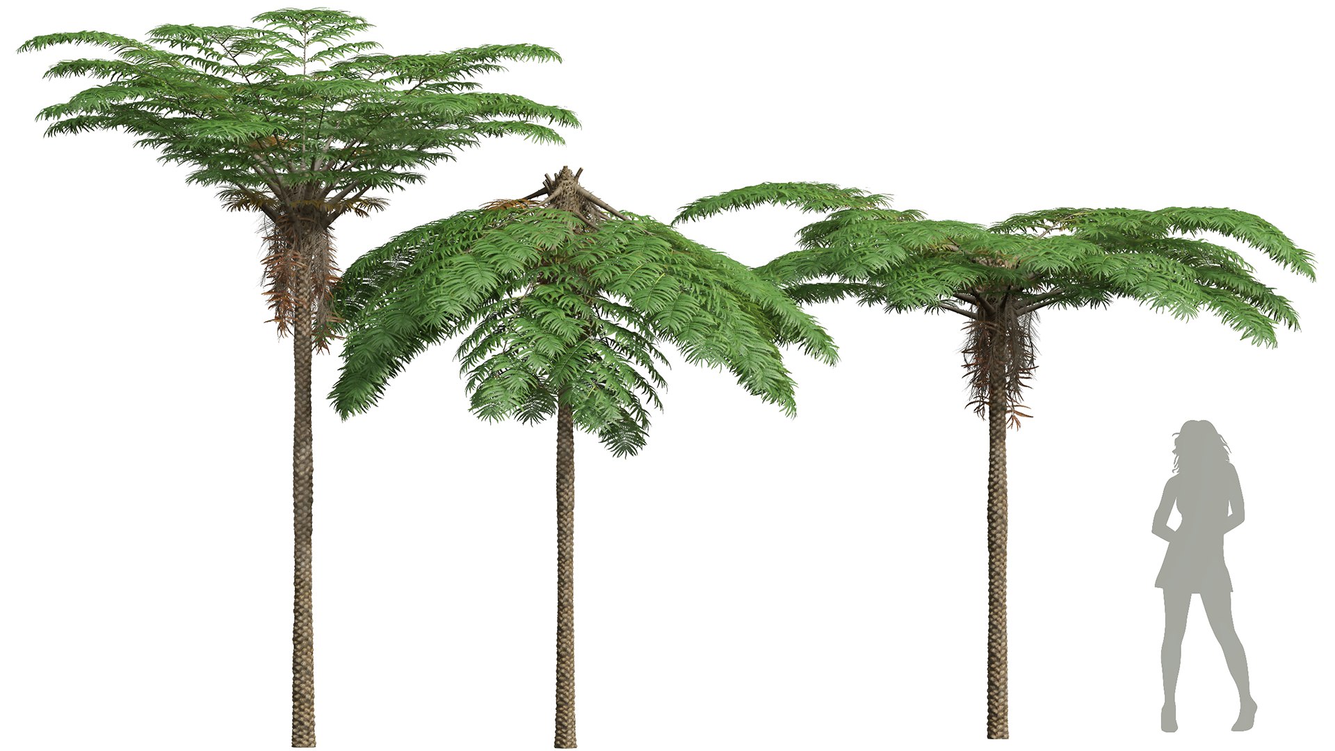 3D New Plant High detail Sphaeropteris Lepifera Medium - TurboSquid 2155490