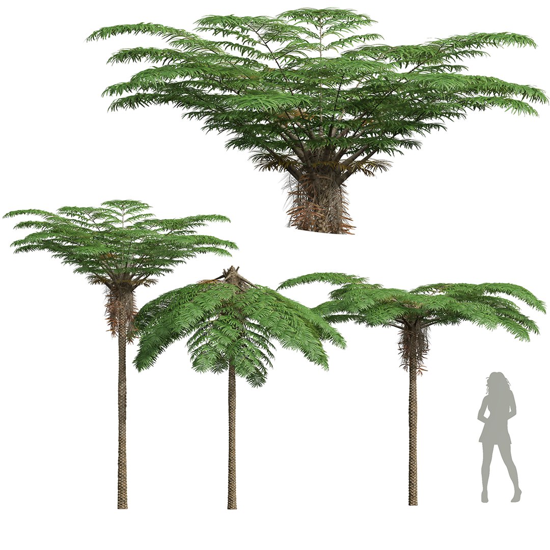 3D New Plant High detail Sphaeropteris Lepifera Medium - TurboSquid 2155490