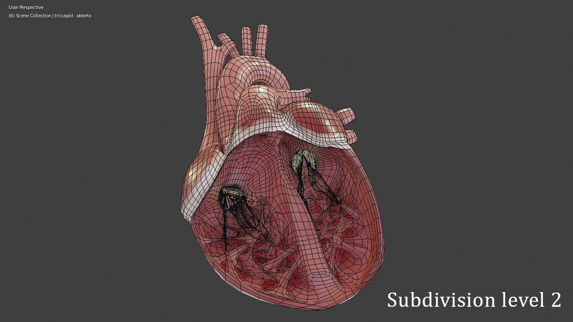 Heart Cross Section 3D Model - TurboSquid 1444130