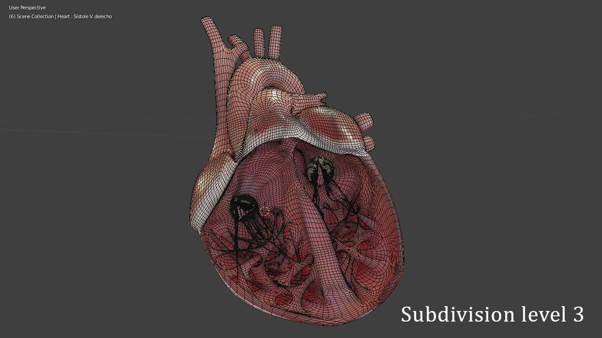 Heart Cross Section 3D Model - TurboSquid 1444130