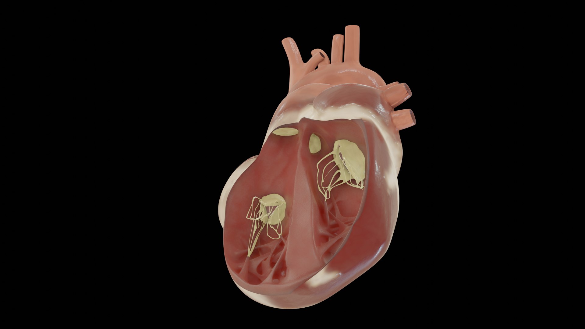 Heart Cross Section 3D Model - TurboSquid 1444130