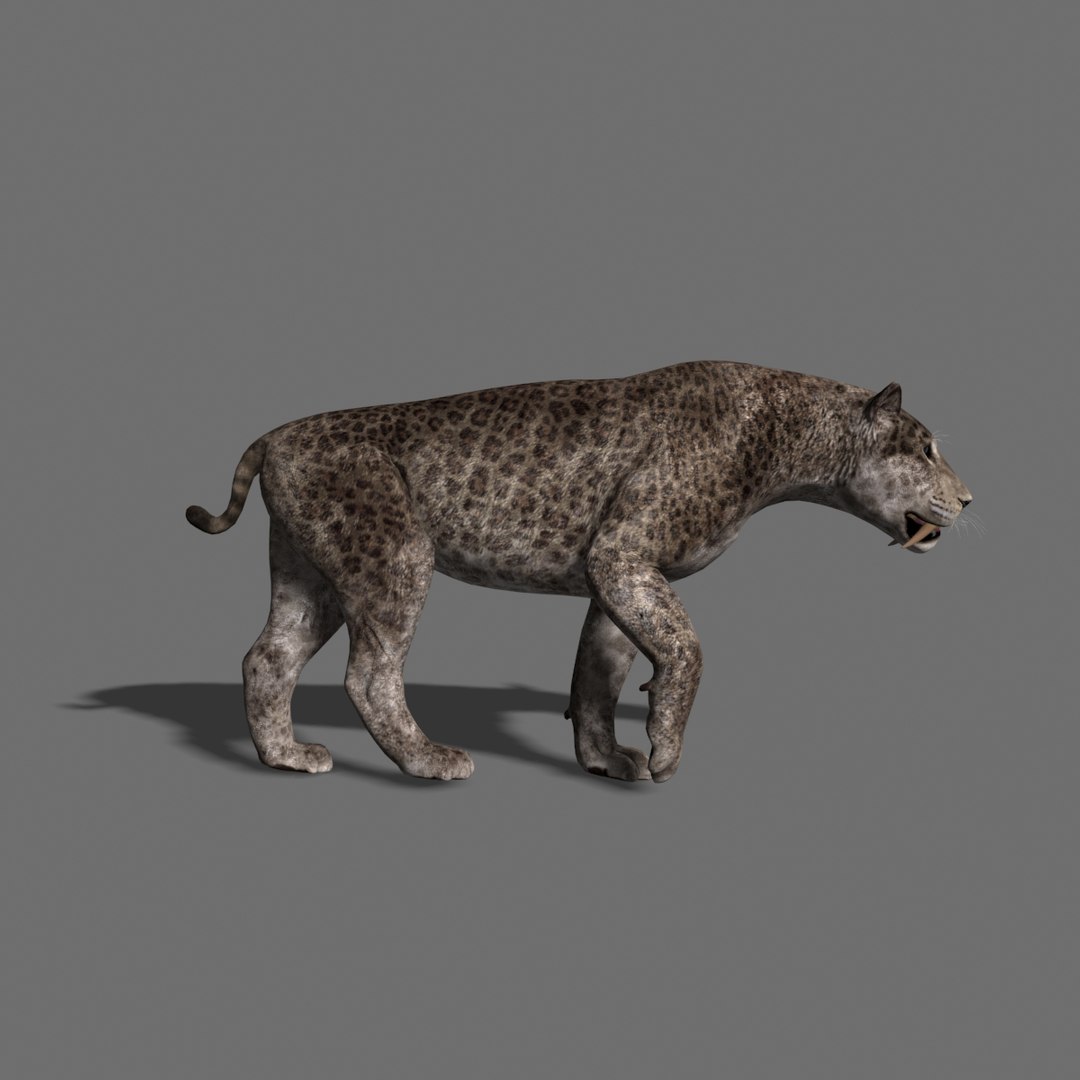 3D Model Female Sabretooth - Animation - TurboSquid 1361962