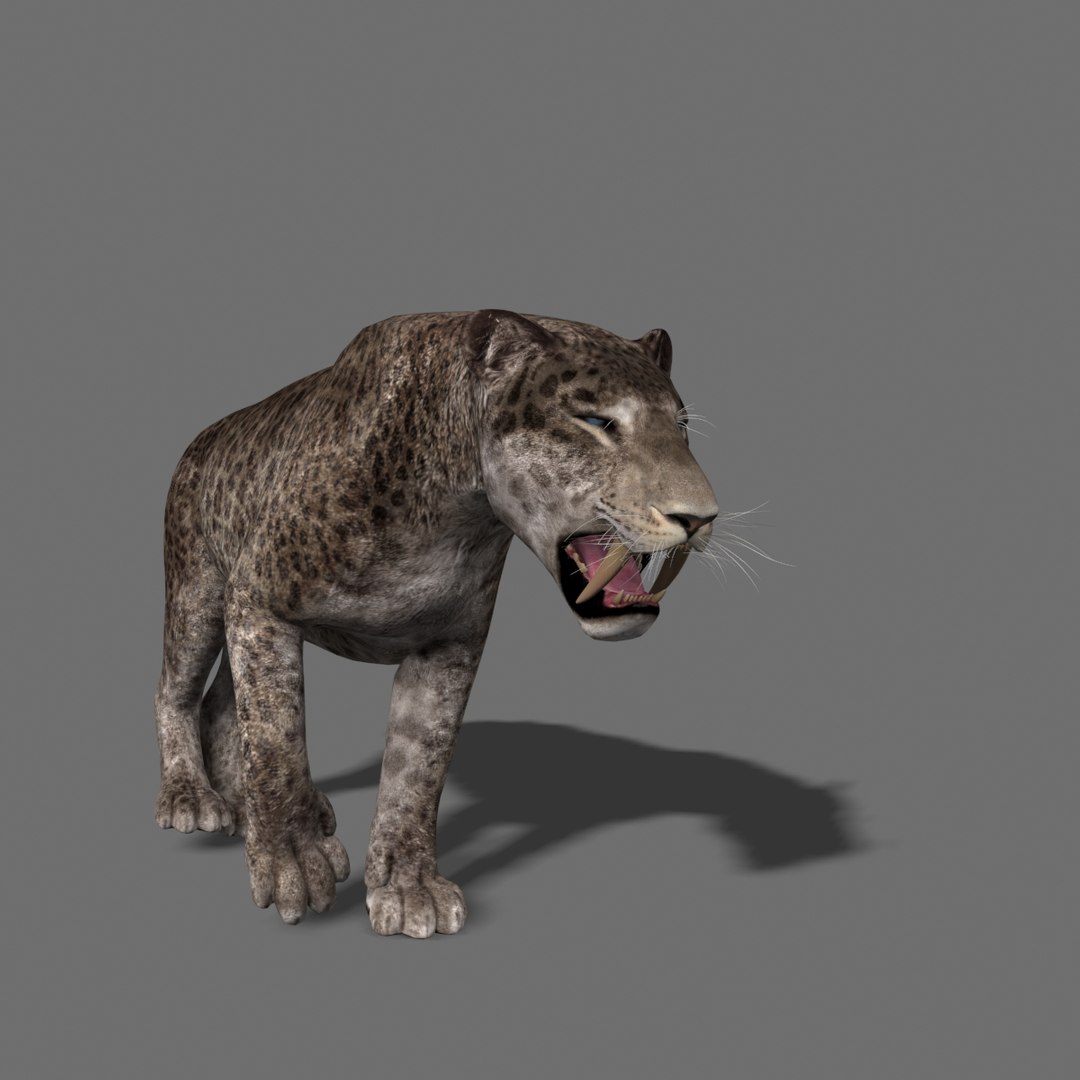 3D Model Female Sabretooth - Animation - TurboSquid 1361962