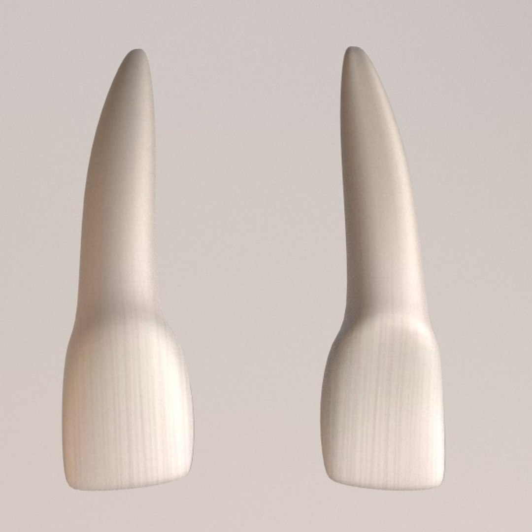 3d Model Lateral Incisor