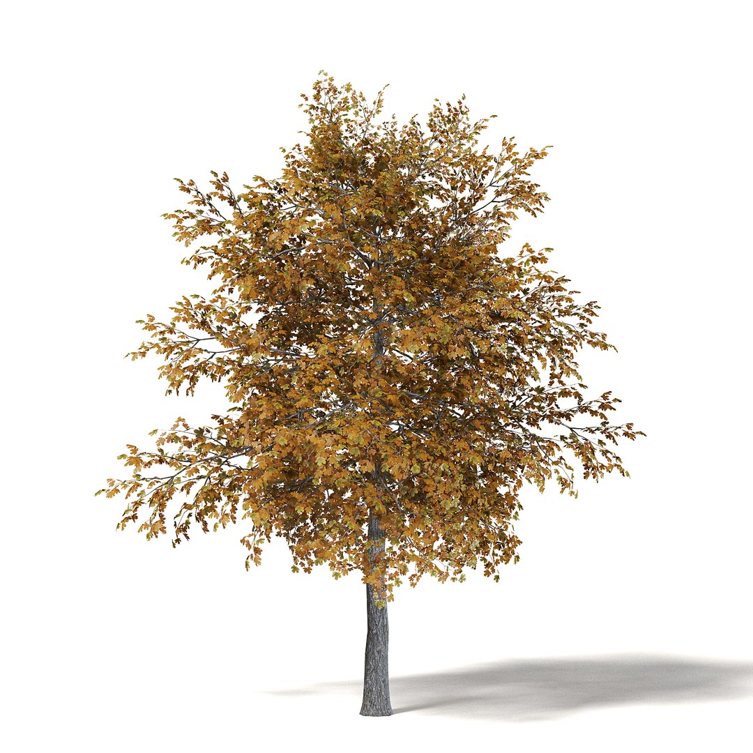 3D Field Maple 5 4m - TurboSquid 1399333