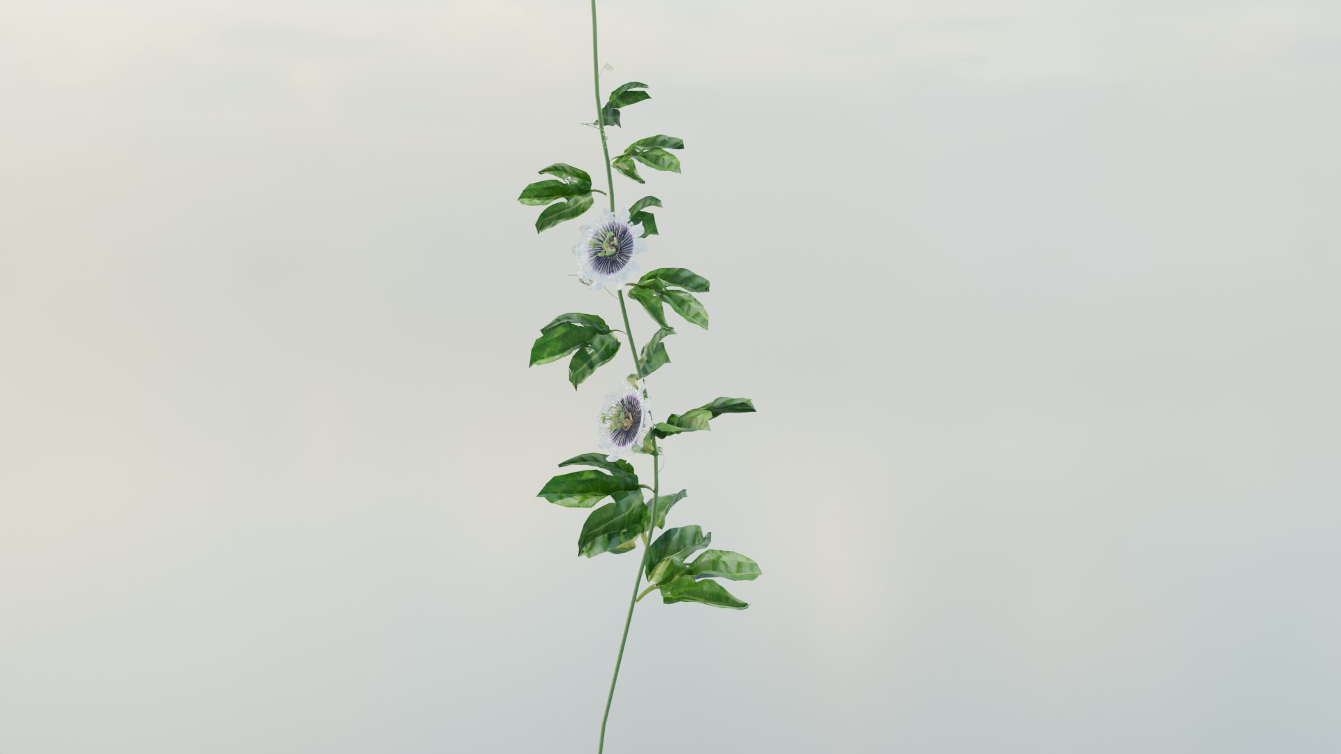 modelo 3d Ramo de maracuyá con 2 flores - TurboSquid 2105886