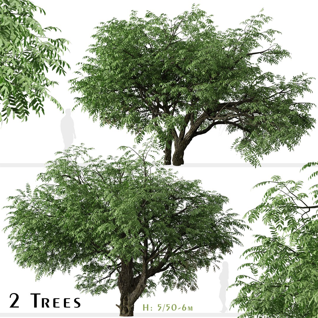 Set Of California Black Walnut Or Juglans Californica Tree - 2 Trees 3D ...