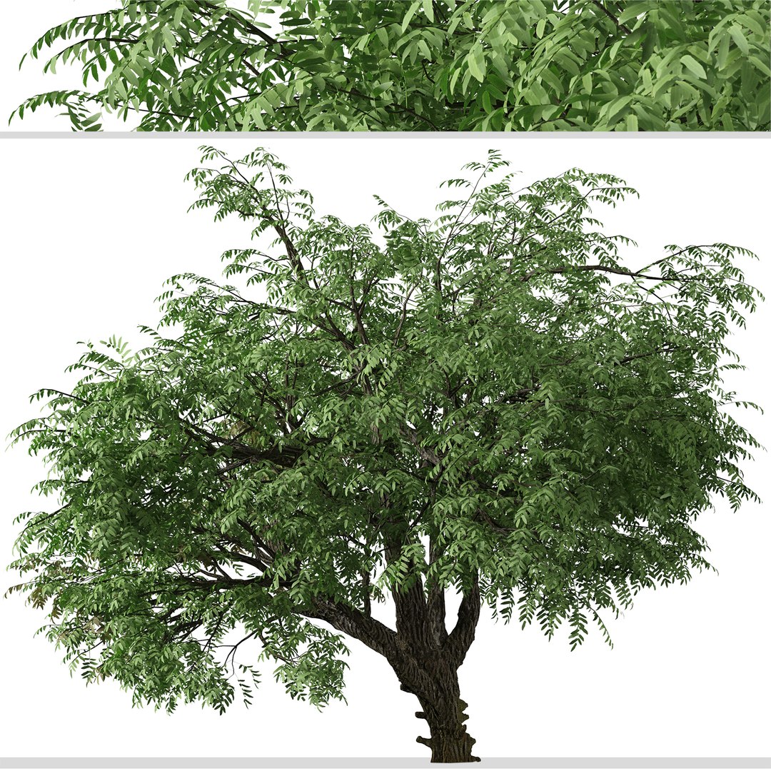 Set Of California Black Walnut Or Juglans Californica Tree - 2 Trees 3D ...