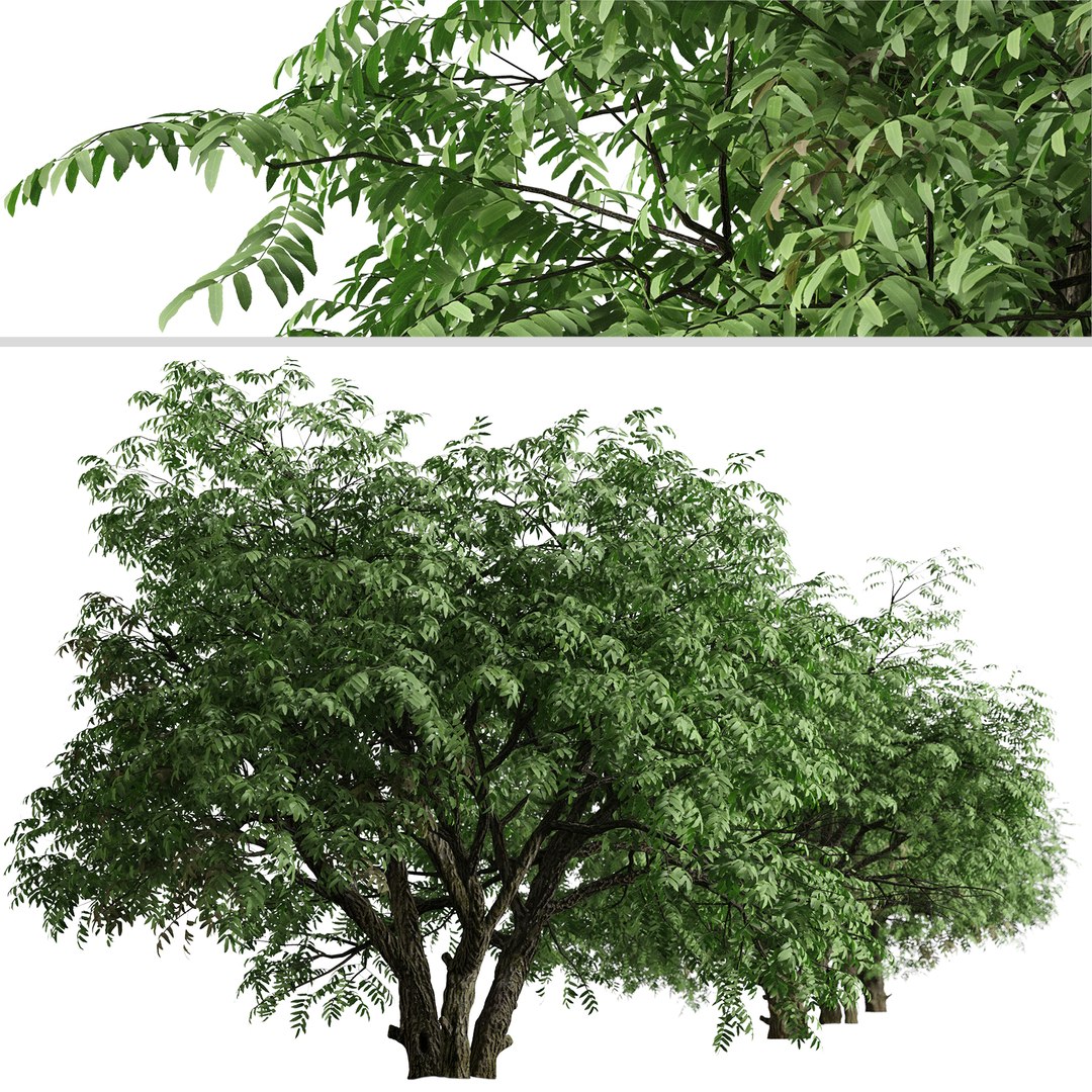 Set Of California Black Walnut Or Juglans Californica Tree - 2 Trees 3D ...