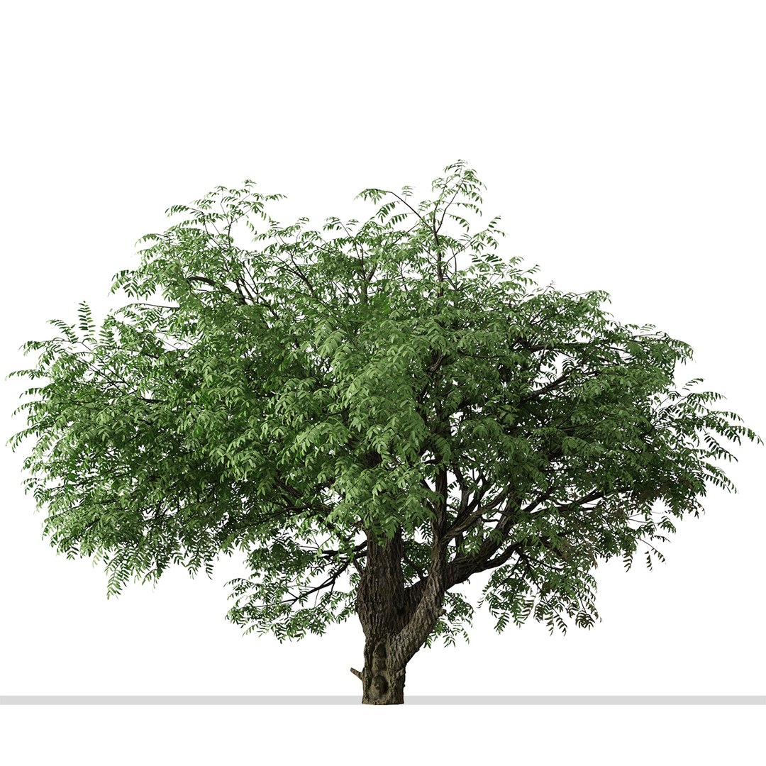 Set Of California Black Walnut Or Juglans Californica Tree - 2 Trees 3D ...