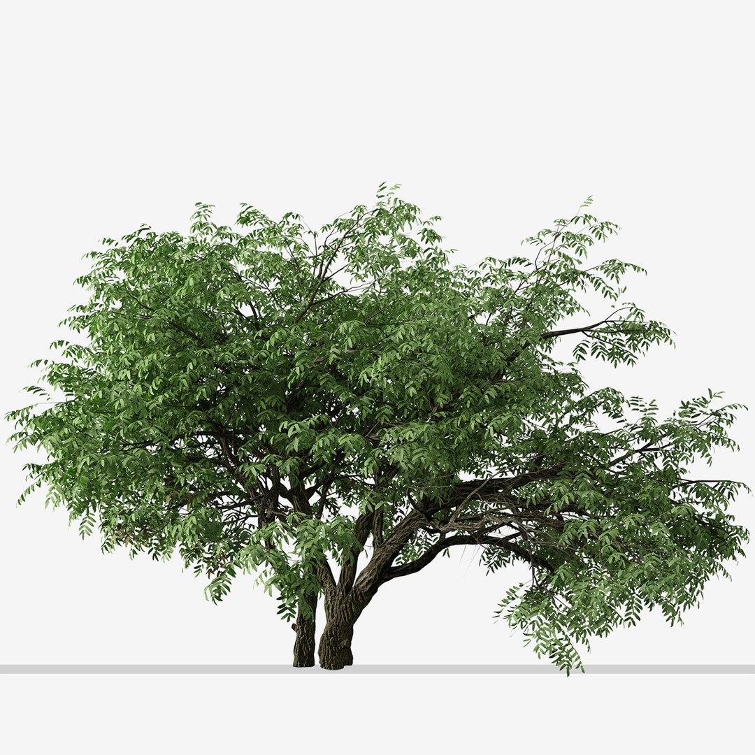 Set Of California Black Walnut Or Juglans Californica Tree - 2 Trees 3D ...