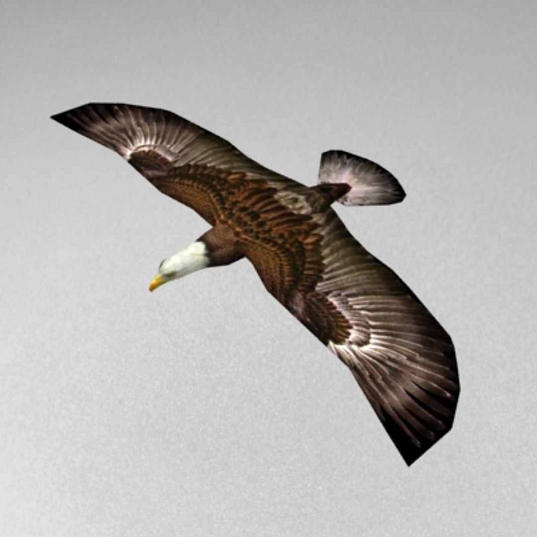 Flying Eagle 3d Model