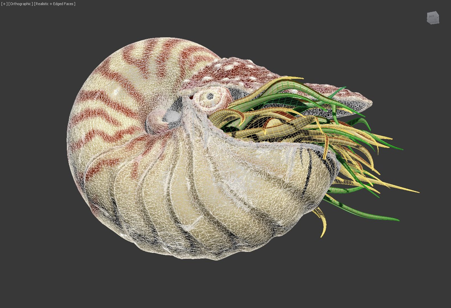 Nautilus Ammonite Max