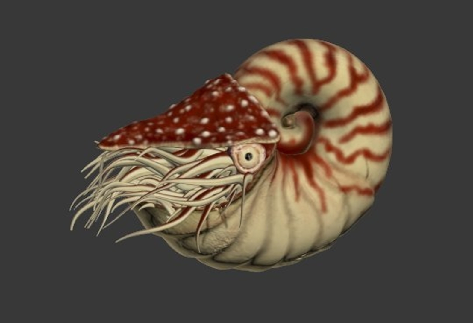 Nautilus Ammonite Max