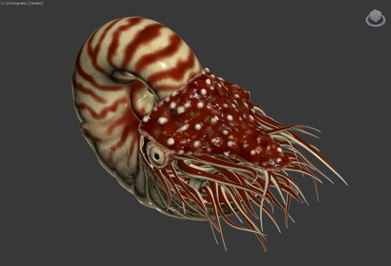 Nautilus Ammonite Max