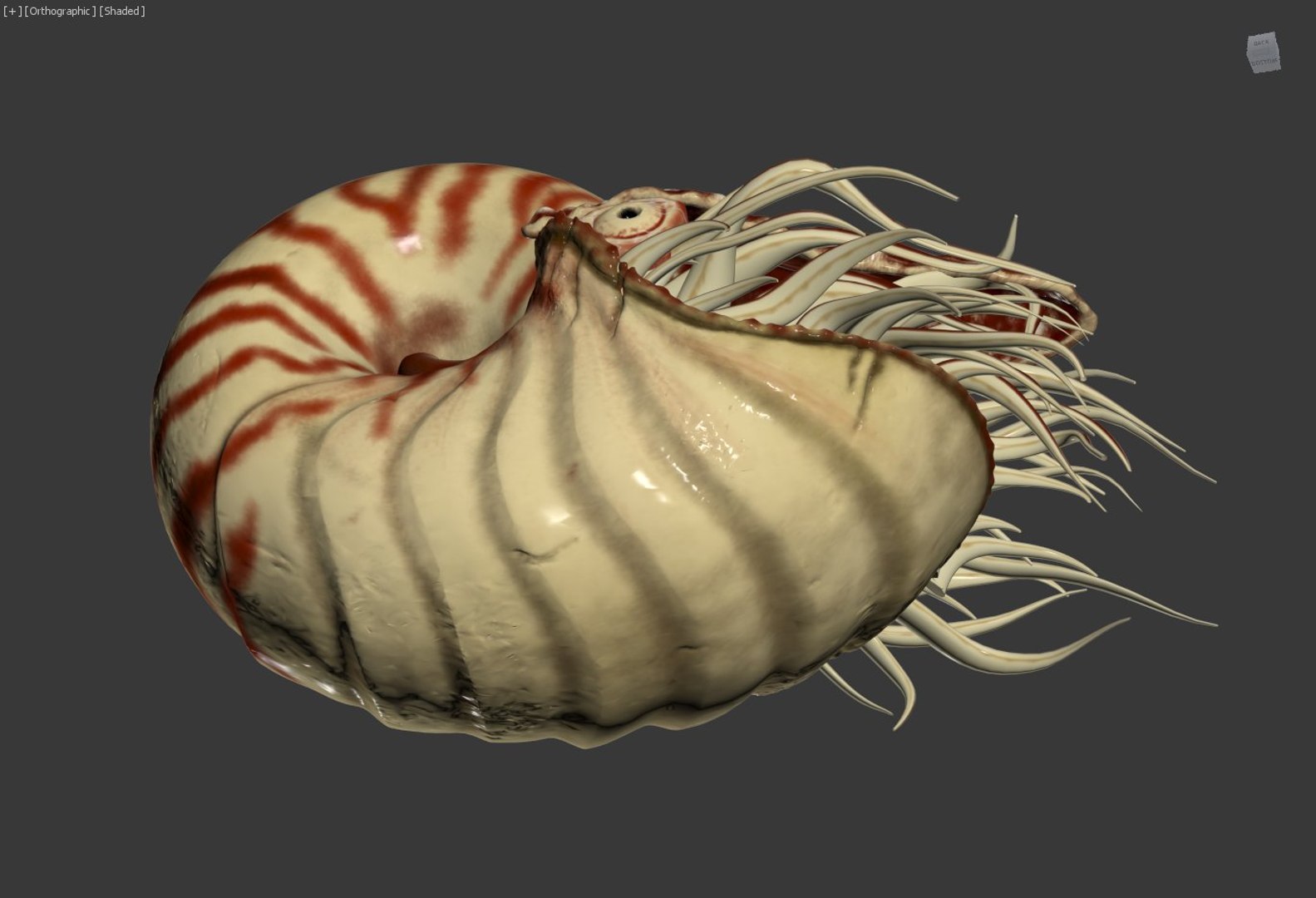 Nautilus Ammonite Max