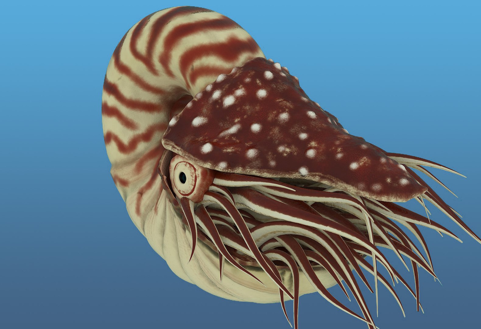 Nautilus Ammonite Max