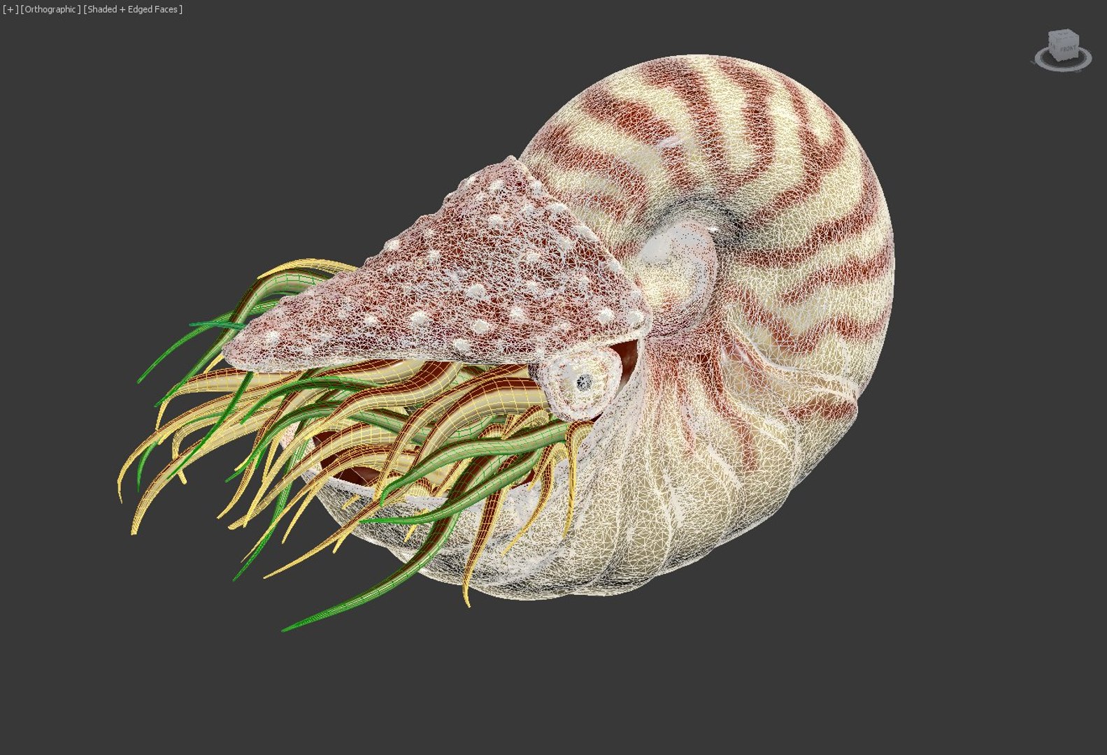 Nautilus Ammonite Max