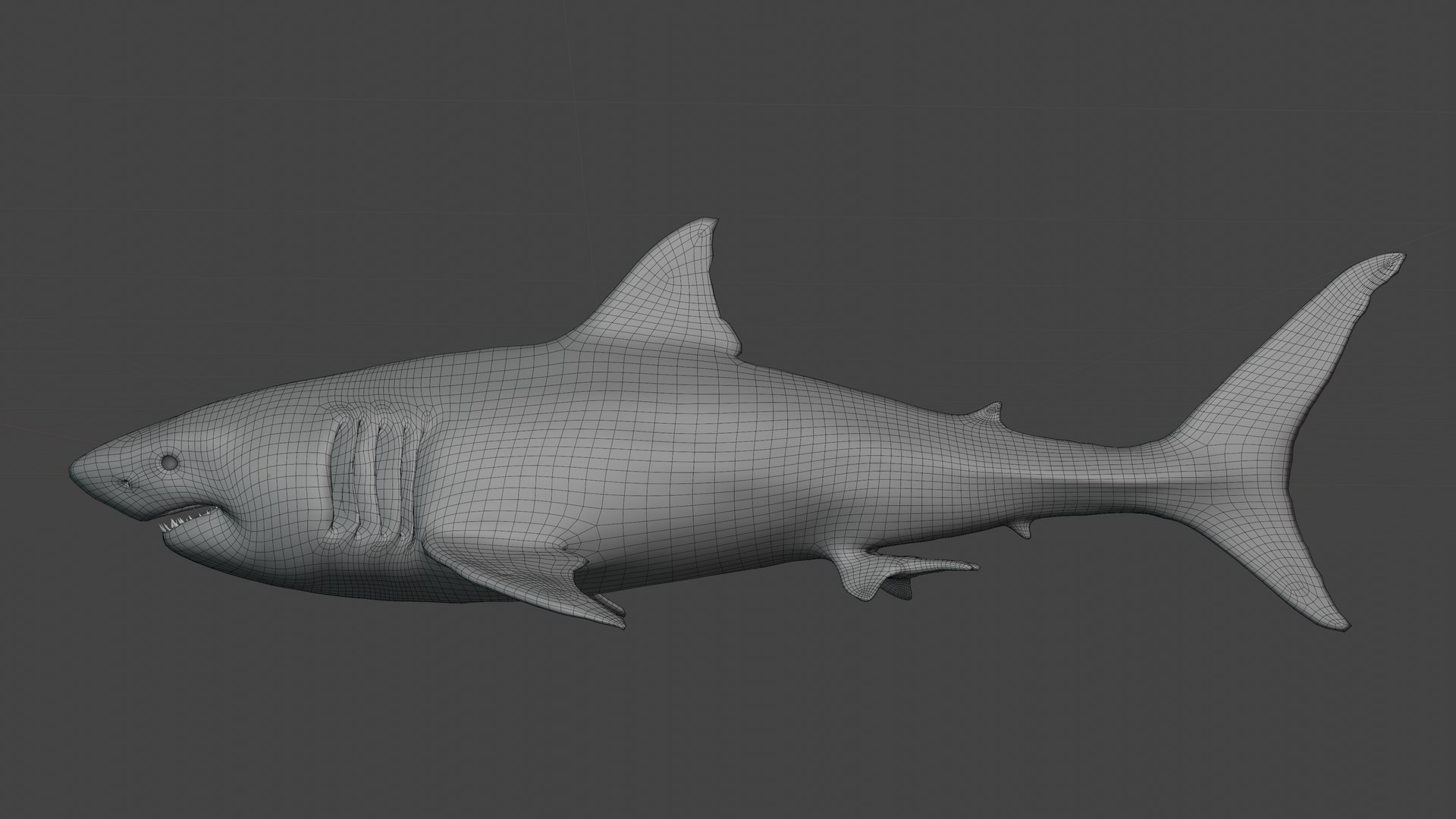 3D Great White Shark Model - TurboSquid 2173610