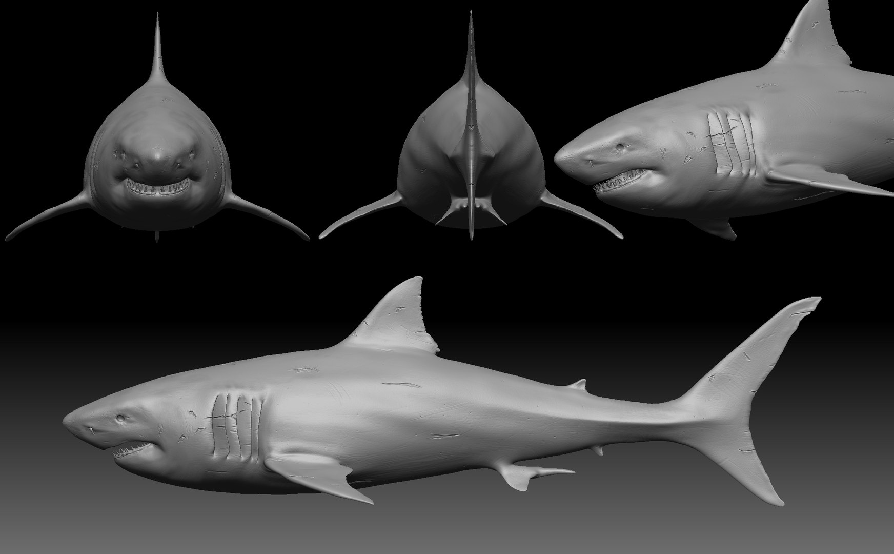 3D Great White Shark Model - TurboSquid 2173610