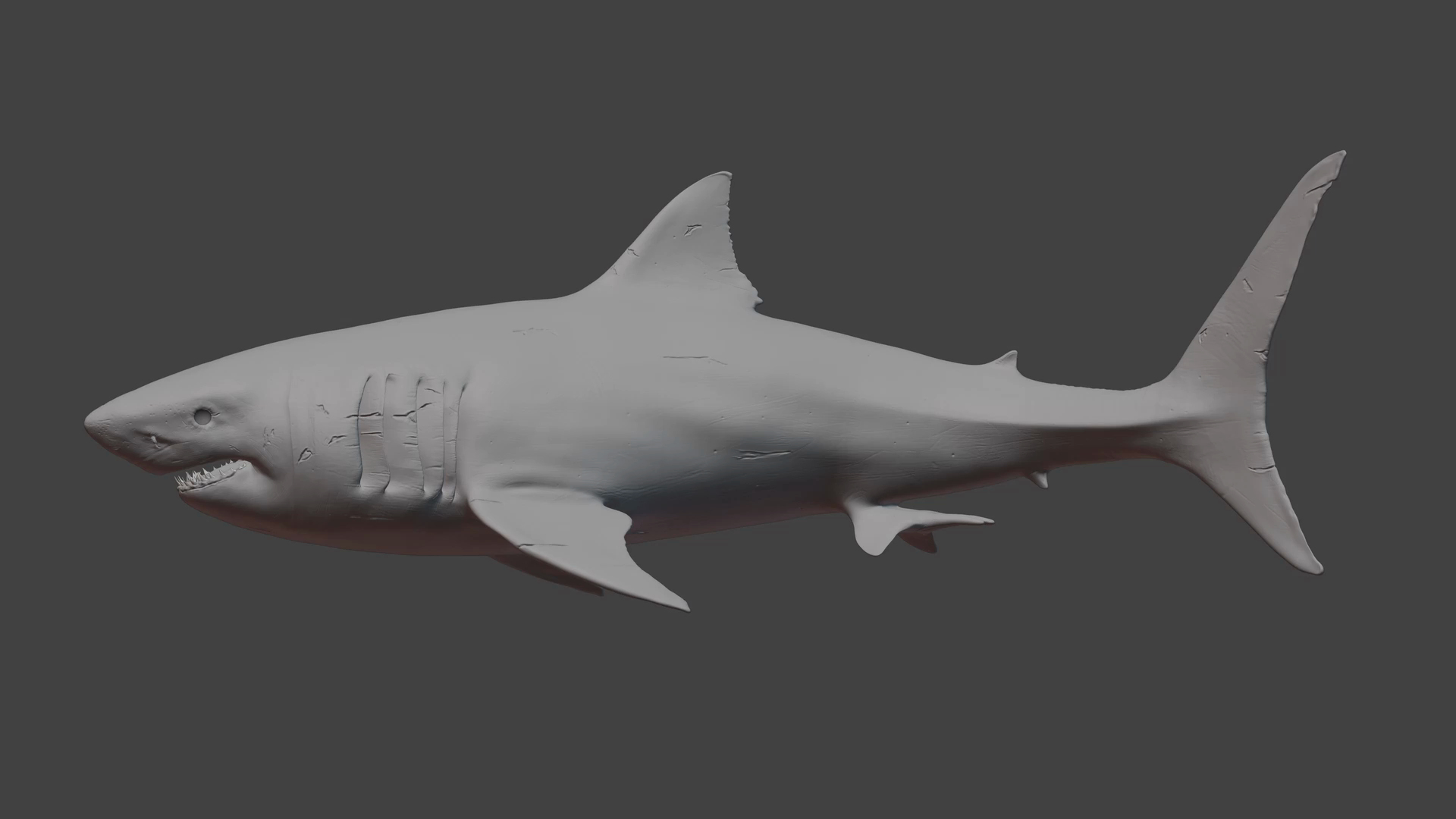 3D Great White Shark Model - TurboSquid 2173610