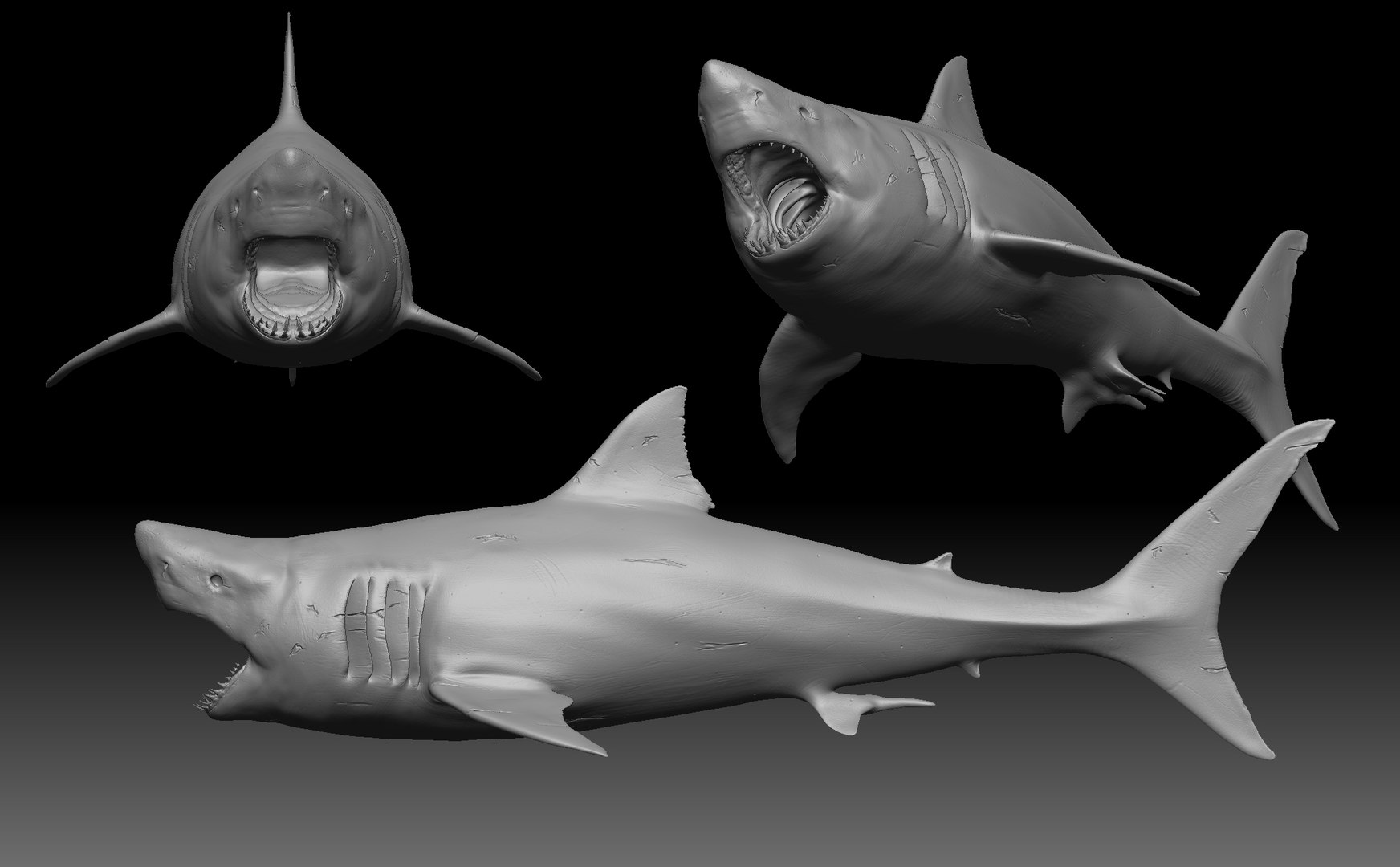 3D Great White Shark Model - TurboSquid 2173610