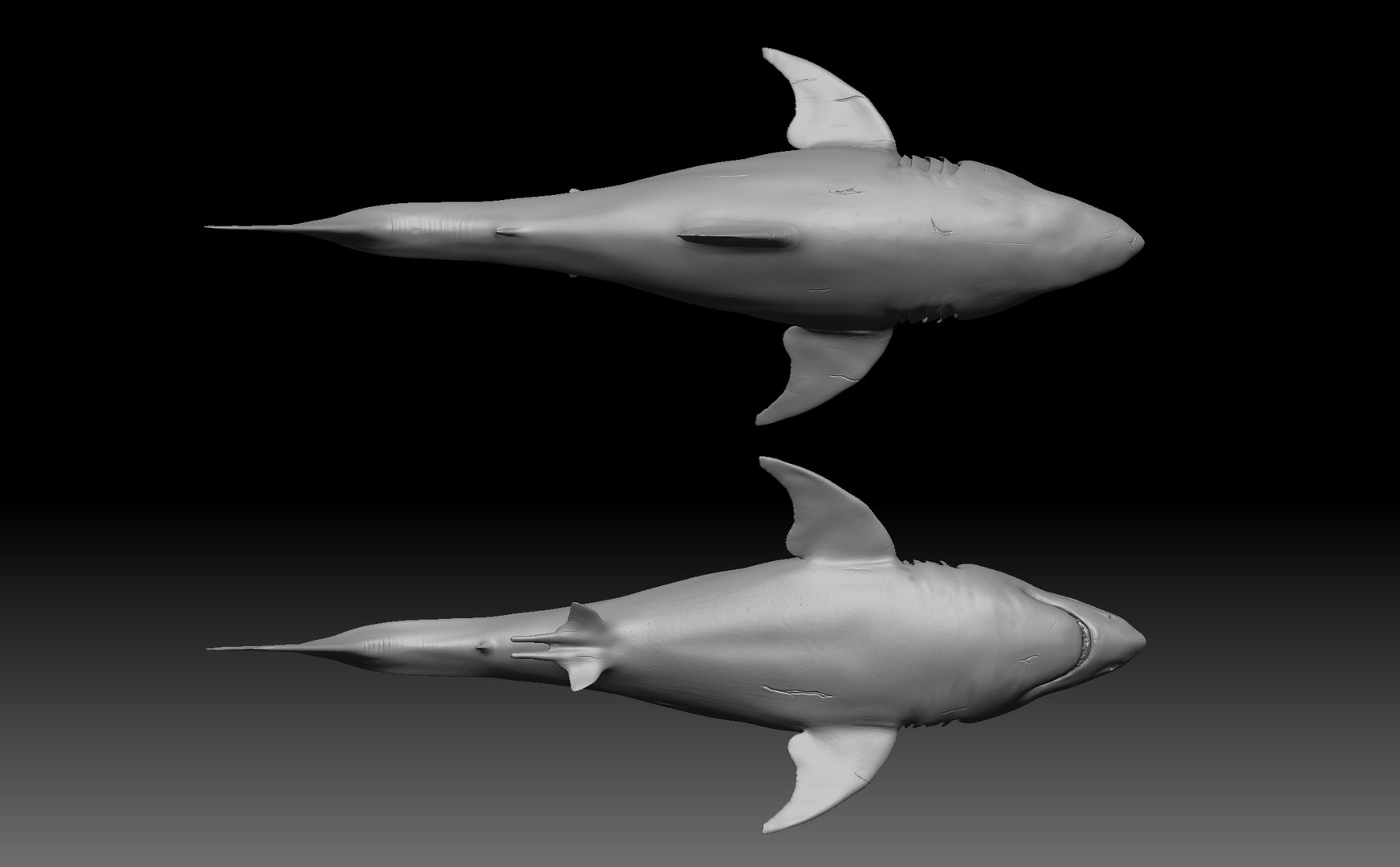 3D Great White Shark Model - TurboSquid 2173610