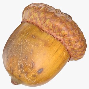 Low Poly Acorn 3D Models For Download | TurboSquid
