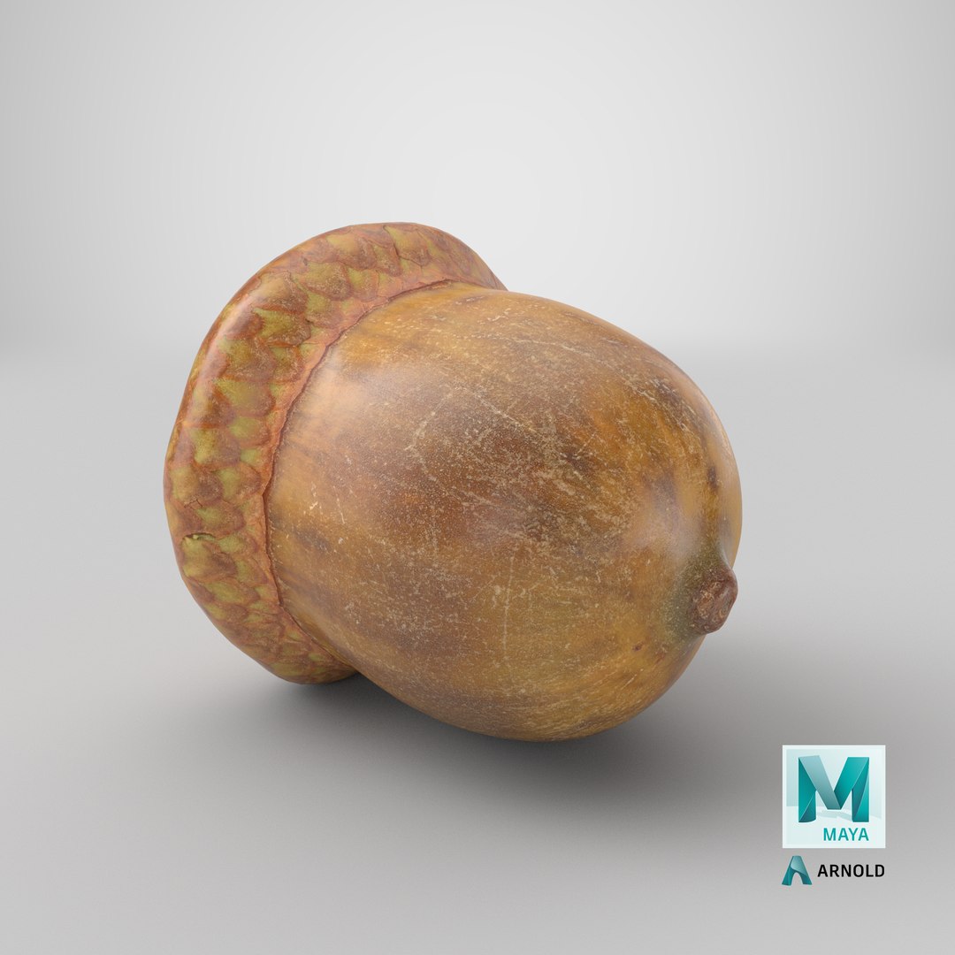 Acorn 03 3D model - TurboSquid 1516168