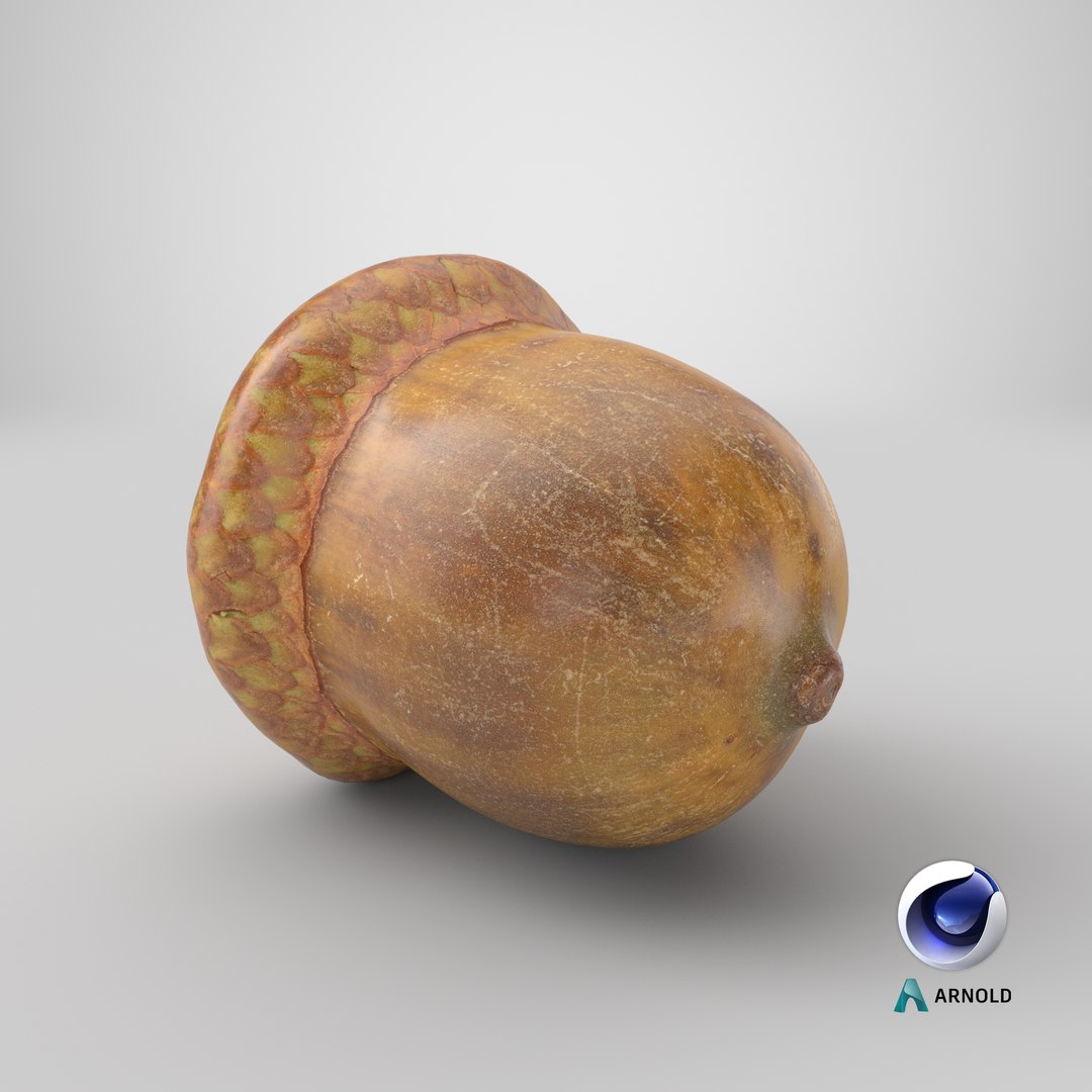 Acorn 03 3D model - TurboSquid 1516168