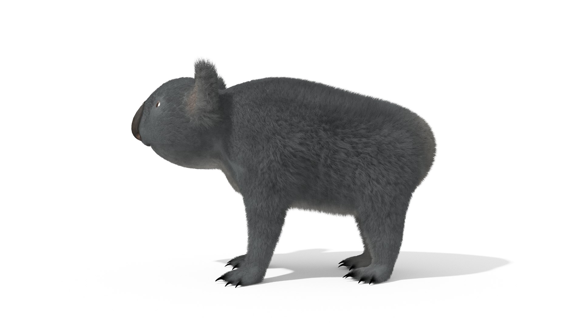 Koala High Resolution Australian Animal 3D - TurboSquid 1877078