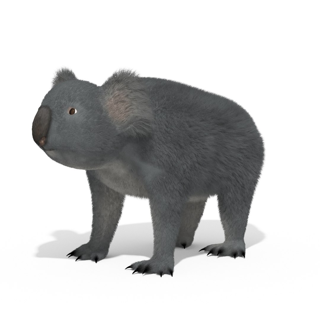 Koala High Resolution Australian Animal 3D - TurboSquid 1877078