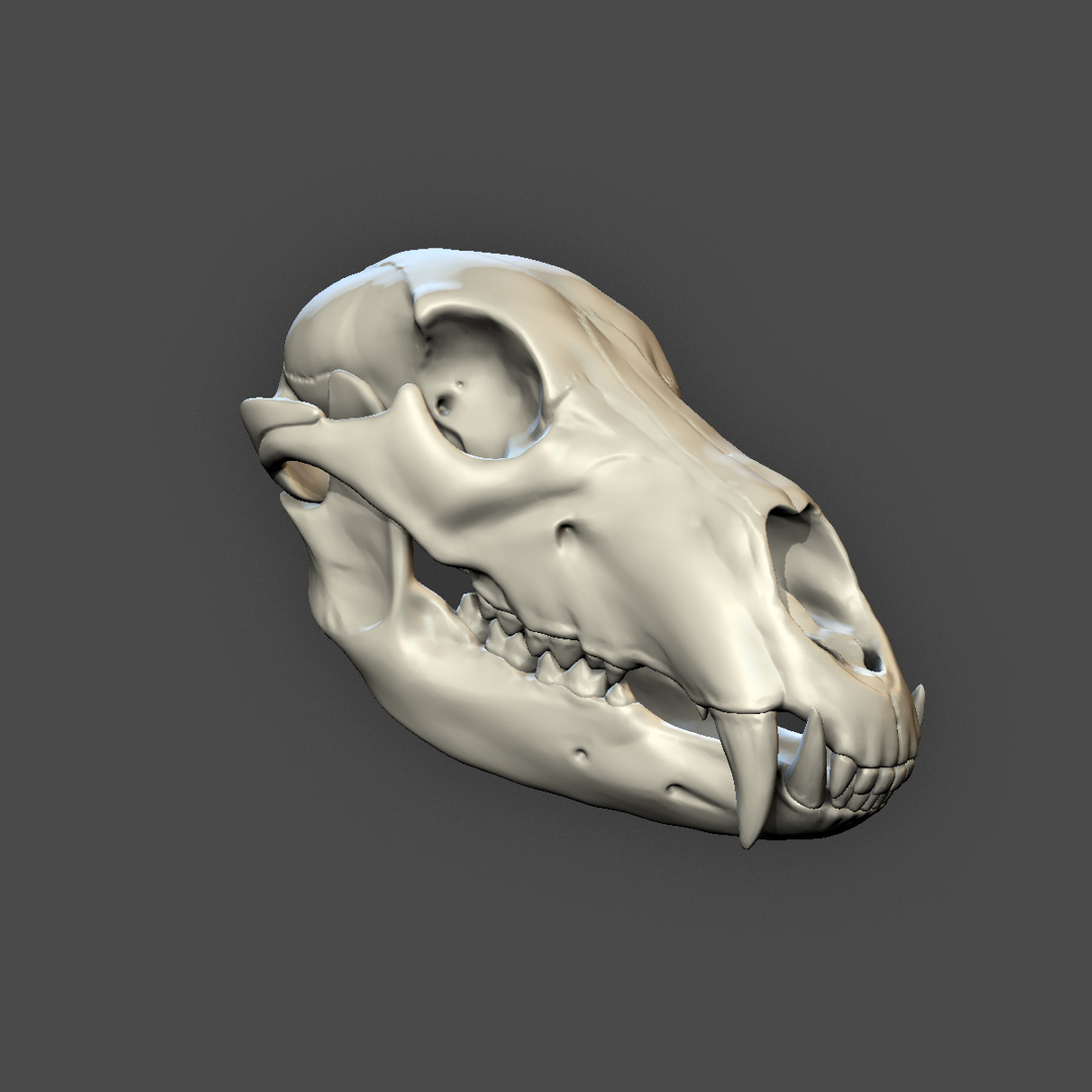 3d bear skull model